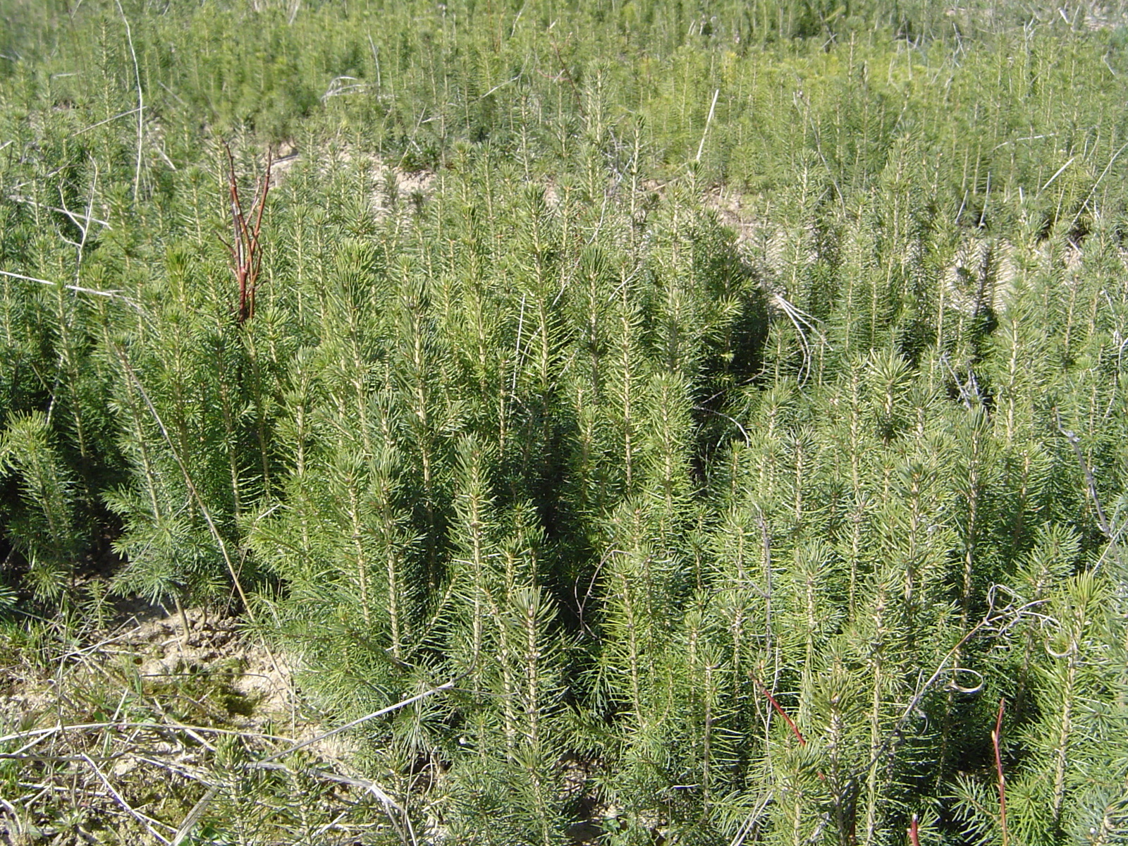 Gozdarstvo | Drevesnica Štivan