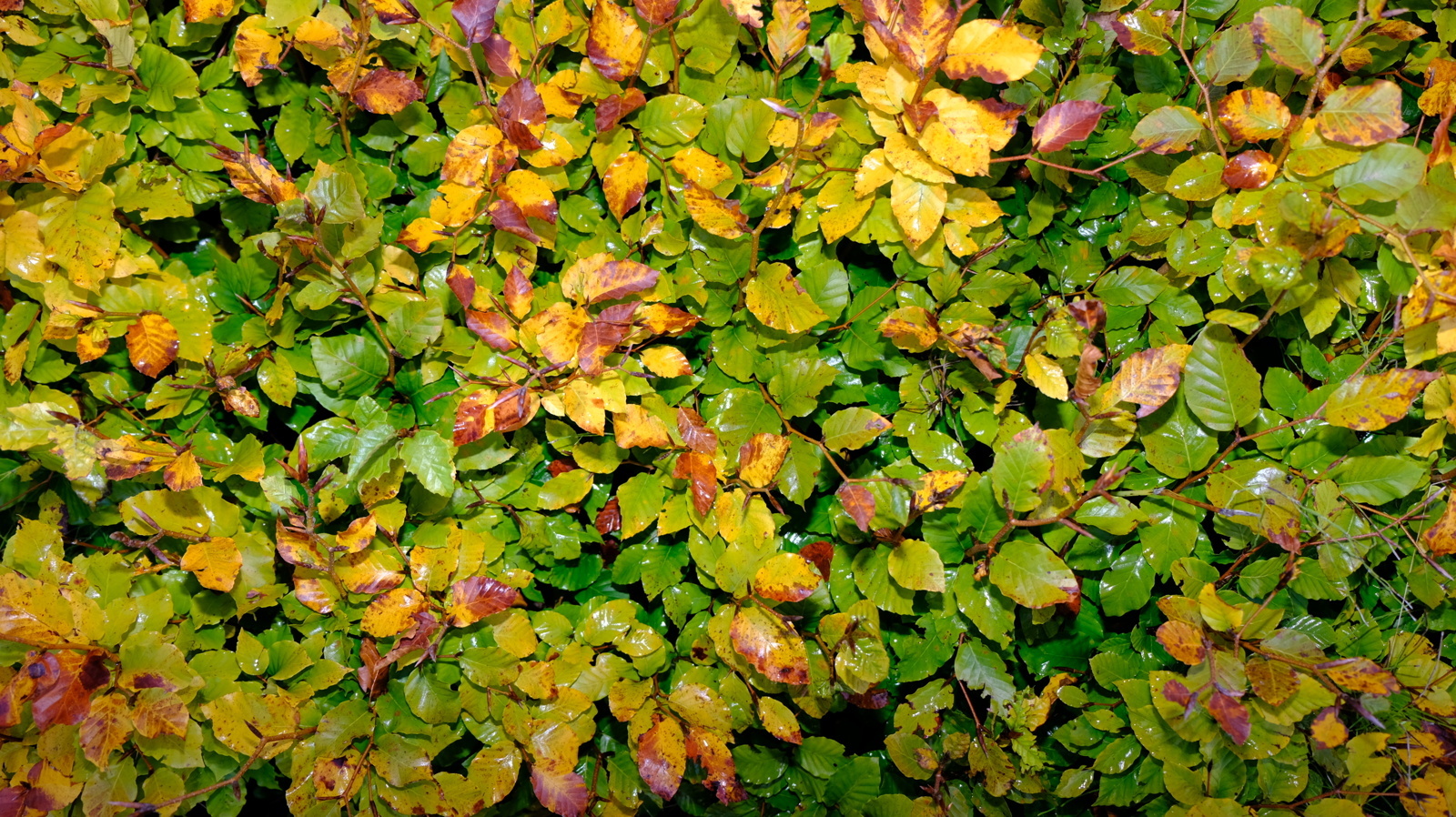 Gozdarstvo | Drevesnica Štivan