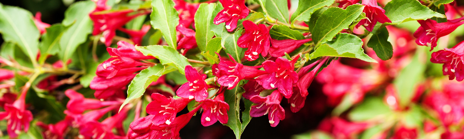 Weigela Newport Red | Drevesnica Štivan