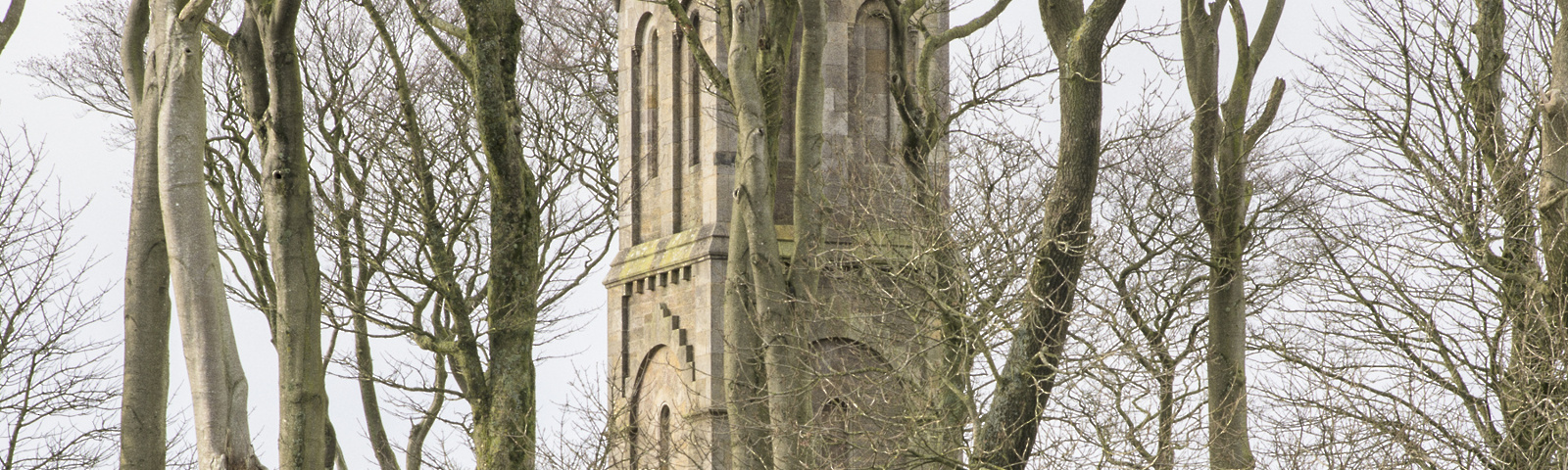 Salix contorta | Drevesnica Štivan