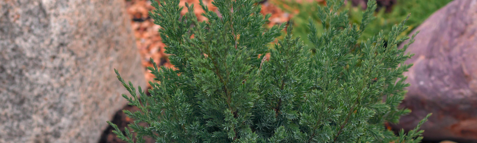 Juniperus squamata Blue Pacific | Drevesnica Štivan