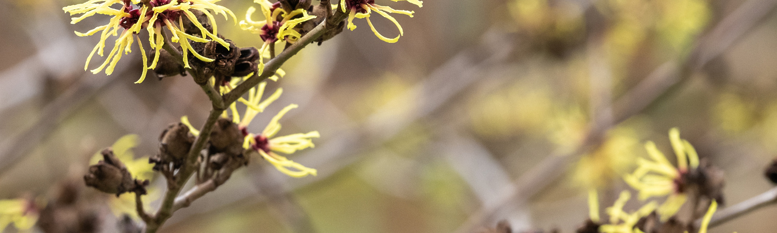 Hamamelis x intermedia Primavera | Drevesnica Štivan
