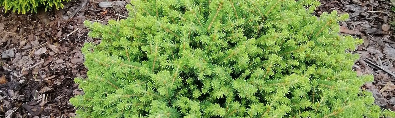 Picea abies Little Gem | Drevesnica Štivan