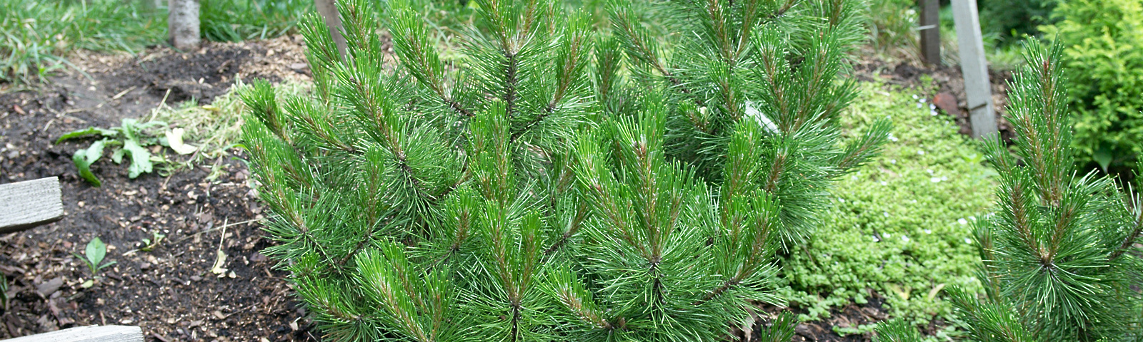 Pinus leucodermis Satelit | Drevesnica Štivan