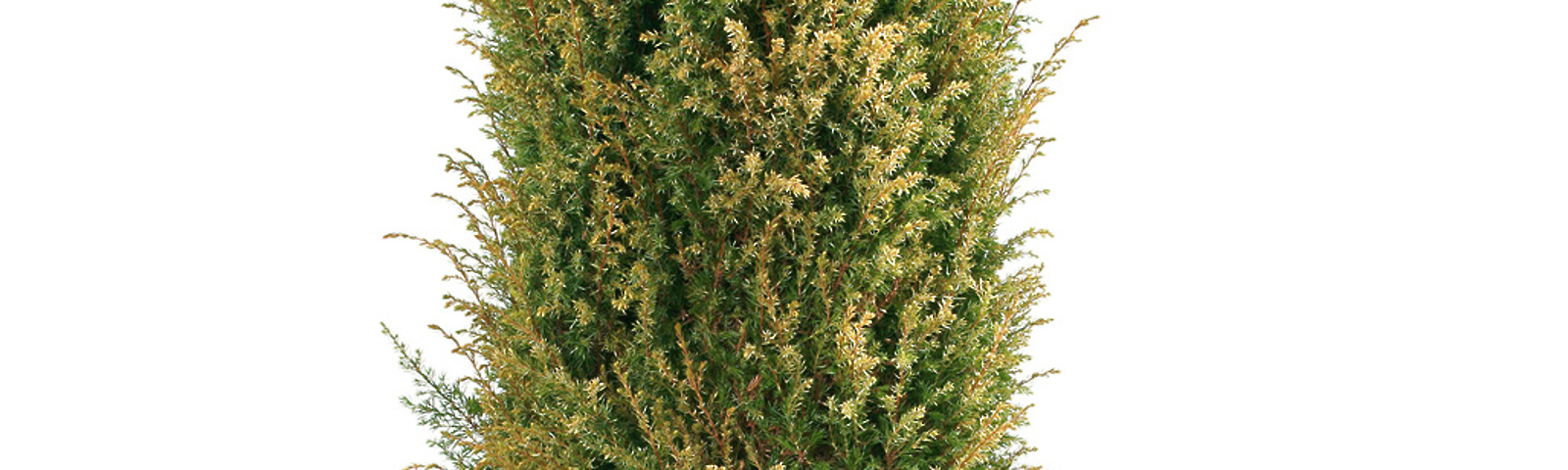Juniperus communis Gold Cone | Drevesnica Štivan