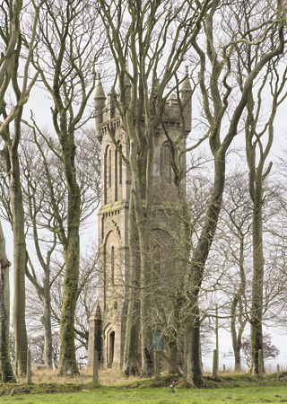 Salix contorta | Drevesnica Štivan