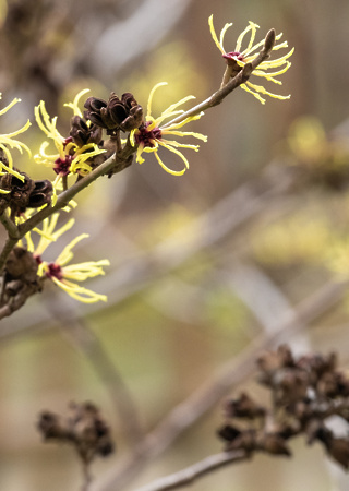 Hamamelis x intermedia Primavera | Drevesnica Štivan
