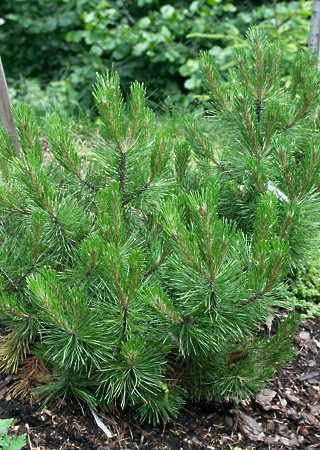 Pinus leucodermis Satelit | Drevesnica Štivan