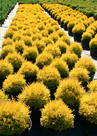 Thuja occidentalis Rheingold | Drevesnica Štivan