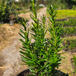 Dostava sadik na dom | Drevesnica Štivan